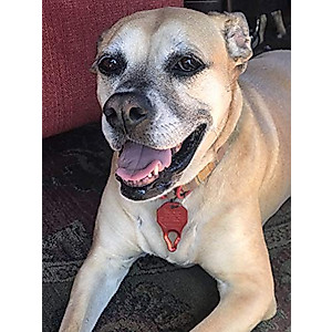 The Tick Patrol Tick Remover Tool Assorted