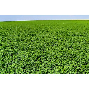 Non-GMO Vernal Alfalfa Seed - Garden Cover Crop, Wildlife Food plot, Field Grown