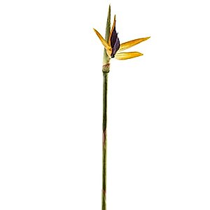 Ashland Michaels Bulk 12 Pack: Yellow Bird of Paradise Stem