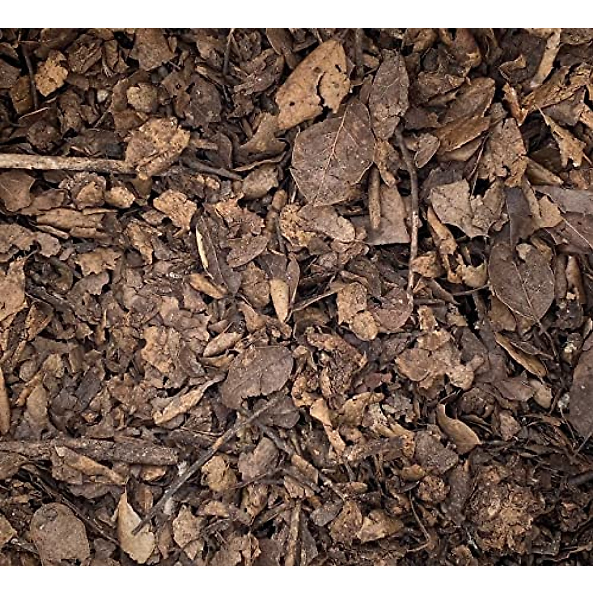 2.5 Quarts Natural Oak Leaf Mold for Acid Loving Plant, Cactus & Succulent, Bonsai Tree Soil Mix - Organic Additive