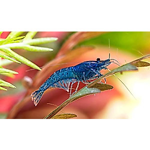 ShrimpRack 8 Blue Dream Neocaridina Freshwater Aquarium Shrimps 1/4 to 1/2 inch Long Live Arrival, 8 Count (Pack of 1)