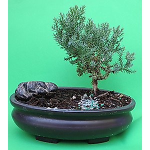 Fertilized Juniper Bonsai with Rock Sold by JM Bamboo