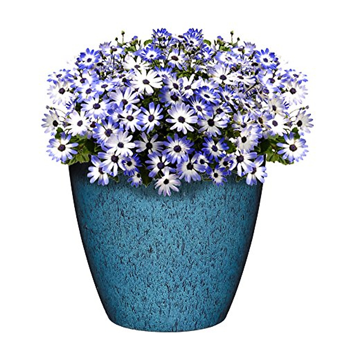 Classic Home and Garden 807-375R Premiere Collection Planter, Vogue 8", Indigo