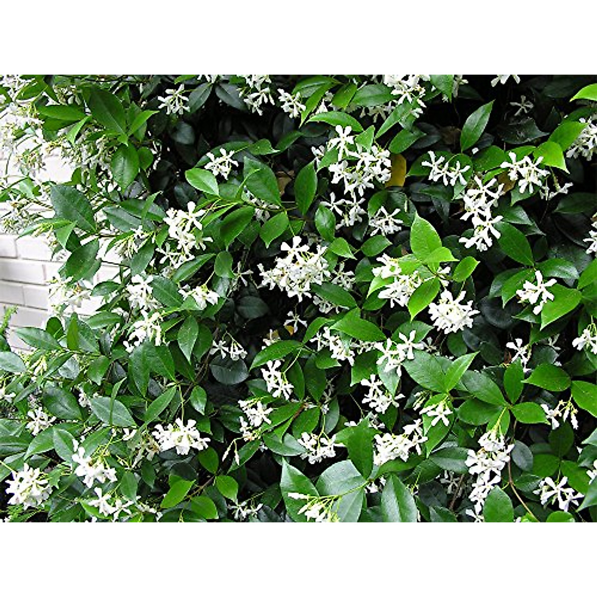 AMPLEX Confederate Jasmine Vine Live Plant, 3 gallon, Creeping Vine