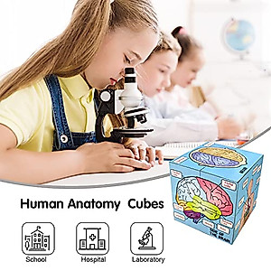 MIIRR Human Anatomy Study Cube Showing The 9 Parts of The Human Body with Pictures and Descriptions of Human Organs, Best Gift for Nurses, Medical Students