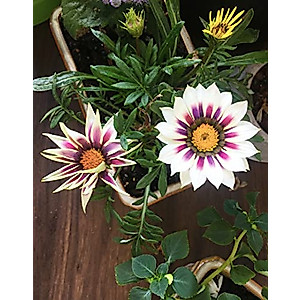 20 Pcs Multicolor Dwarf Variegated Sunflower Seeds Home Garden Decor Plant