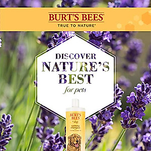 Burt's Bees for Dogs Natural Calming Dog Shampoo | Soothes, Calms & Revitalizes Dog's Coats | Dog Shampoos Made with Lavender and Green Tea | pH Balanced for Puppies - Made in USA, 32 Oz