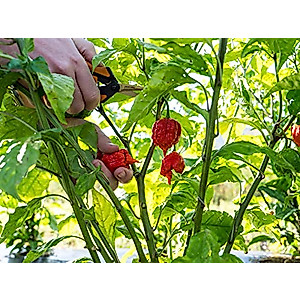 Pepper Joe’s Carolina Reaper Seeds – Pack of 10+ World’s Hottest Chili Pepper Seeds – USA Grown – Premium Non-GMO Carolina Reaper Seeds for Planting