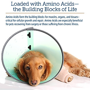 Rx Vitamins Amino B-Plex Cat & Dog Supplement - Vitamin B Complex Liquid Plus Amino Acids for Dogs & Cats - Appetite Booster and Cat & Dog Weight Gainer - Cat and Dog Supplements & Vitamins - 8 oz