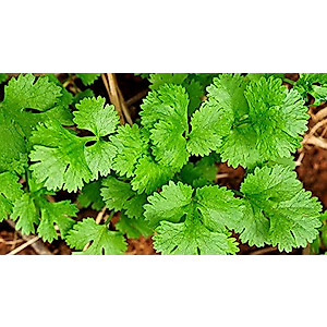 Coriander Cilantro Magnum Seeds for Planting Herb Garden 500+ Seeds
