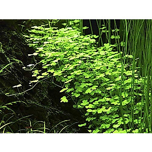 Tissue Culture Live Aquarium Plants | in Vitro Freshwater Aquatic Plants for Small Aquariums and Foreground (Dwarf Pennywort)