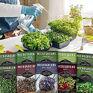 Survival Garden Seeds Microgreens 10 Pack - Instructions to Plant, Sprout, and Grow a Mix of Microgreen Plants - Arugula, Broccoli, Radish, Pea, Sunflower, Basil, Cabbage, Buckwheat, Kale, Beet Seed