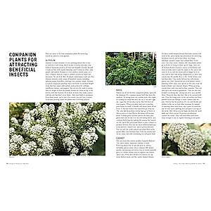 Companion Planting for Beginners: Pair Your Plants for a Bountiful, Chemical-Free Vegetable Garden