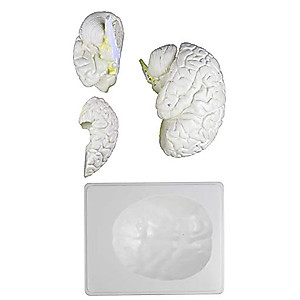 Vision Scientific VAB401-3 Life Size Human Brain Models-3 Parts | Shows Frontal, Parietal, Temporal & Occipital Lobes | Half of Brain Stem | Half of Cerebellum | Instruction Manual Included