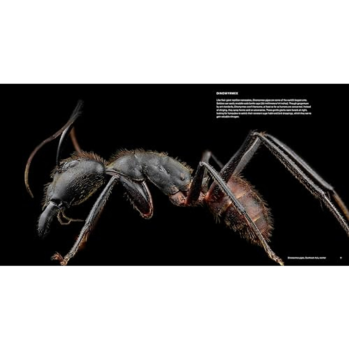 Ants: Workers of the World