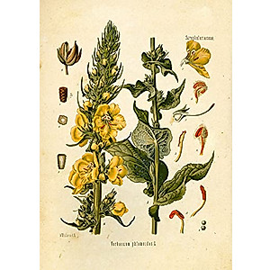 Vintage Botanical Prints | Wildflower Art Prints | Floral Wall Art | Set of 9 5x7 Unframed