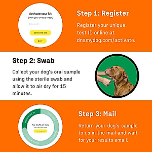 Dna My Dog Premium Test – Premium Breed ID Over 300 Breeds Plus Genetic Age Test, Wolf/Coyote DNA and Mixed Breed Identification, Non-Invasive Cheek Swab for Puppies to Adult Dogs