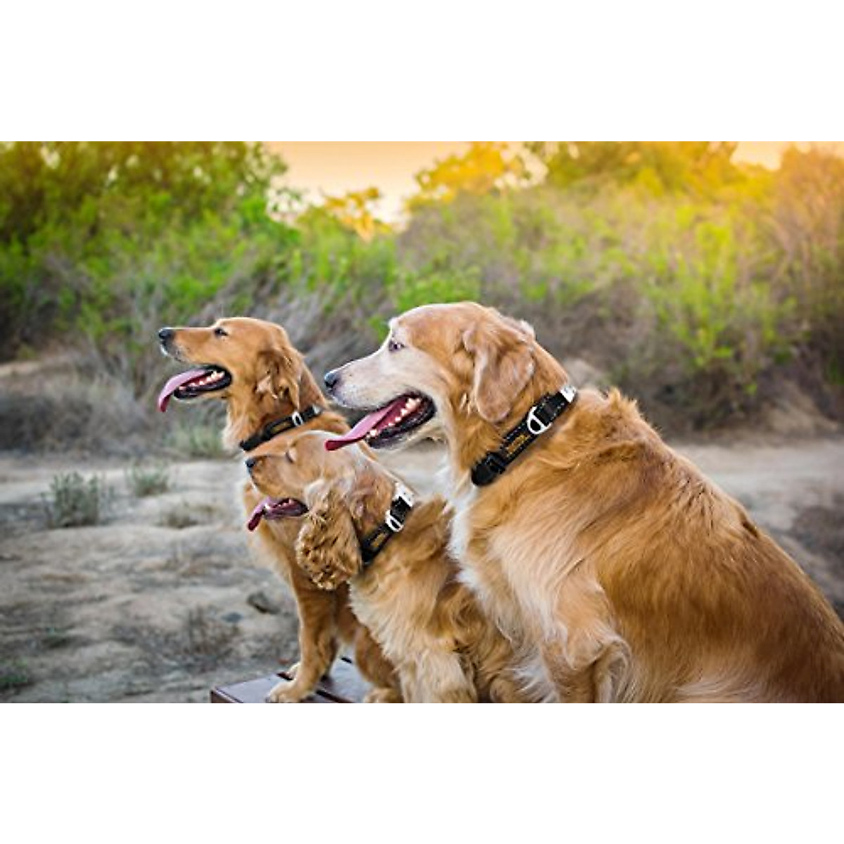 Mighty Paw Metal Buckle Dog Collar, All Metal Hardware, Lightweight Collar, Reflective Stitching, Strong, Durable (Medium, Black)