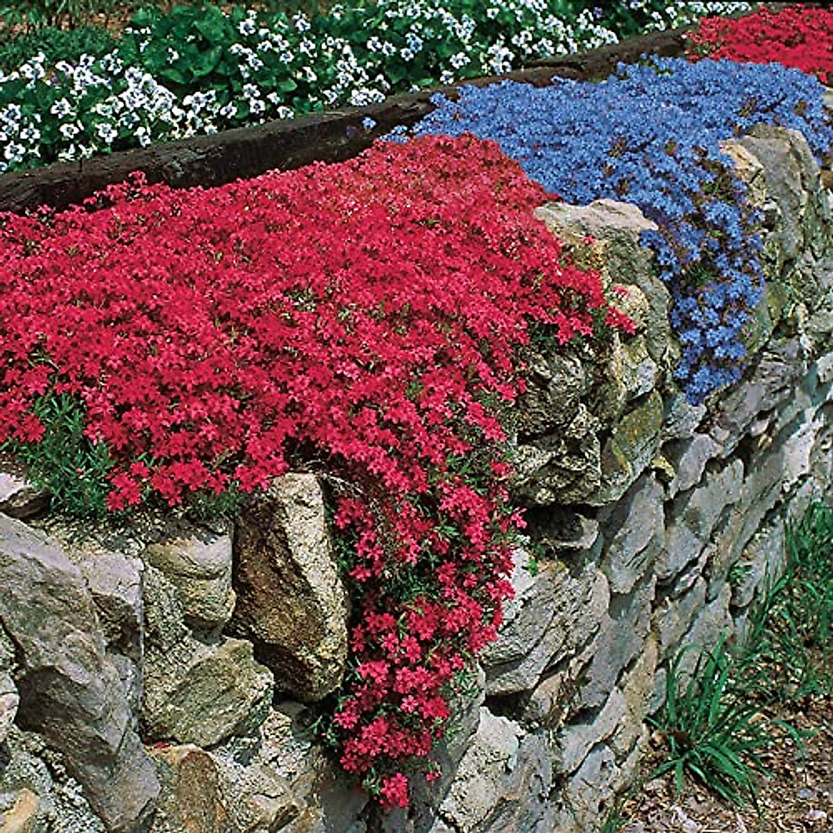 Mndrlin Rock Cress Seeds Cascading Red Heirloom Groundcover Seeds Perennial 50 Seeds