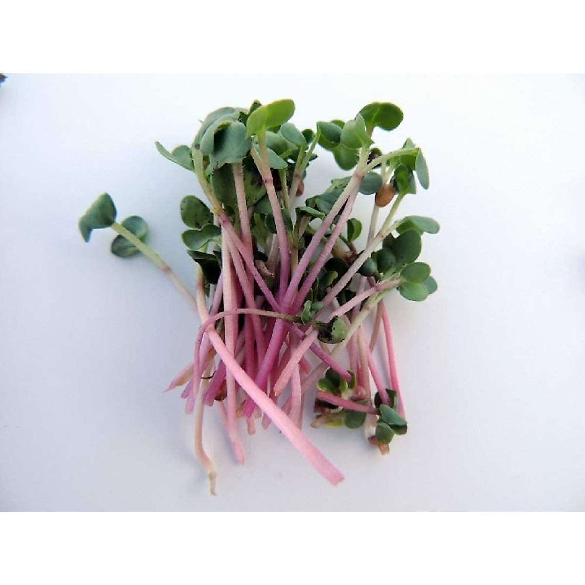 "COOL BEANS n SPROUTS" Brand, Radish Duo Sprouting Mix, 4 Ounces, This is a Mix of Daikon Radish and Red Radish Seeds.