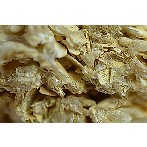 Coquina Specimen (Sedimentary Rock), Approx. 1" (3cm)