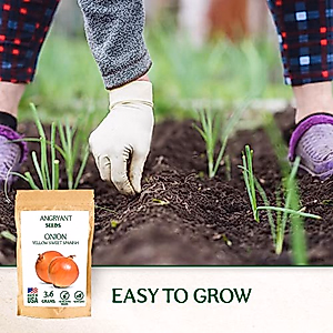Yellow Sweet Spanish Onion Seeds for Planting Indoors and Outdoors - 1600+ Non GMO Seeds Per Packet - 100% USA Grown - Heirloom Seeds for Home Vegetable Garden