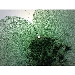Fern Life Cycle Composite - Prepared Microscope Slide - 75 x 25mm - Biology & Microscopy - Eisco Labs