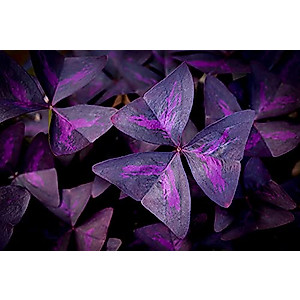 Oxalis Triangularis 10 Bulbs - Purple Shamrock Bulbs - Good Luck Plant - Fast Growing Year Round Color Indoors or Outdoors - Oxalis Shamrock Bulbs - Ships from Iowa, Made in USA