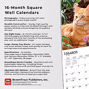 Ginger Cats | 2024 12 x 24 Inch Monthly Square Wall Calendar | BrownTrout | Animals Kittens Feline Pets