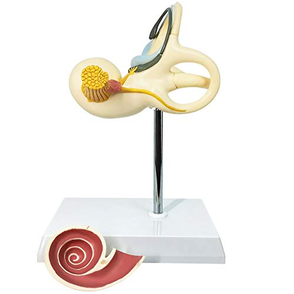 Inner Ear Model Labyrinth Model 2 Part 8X Cochlea Semicircular Canal & Vestibule Open Medical Anatomical Ear Internal Structure Model Human Organ Anatomical Model for Medical Study Display Teaching