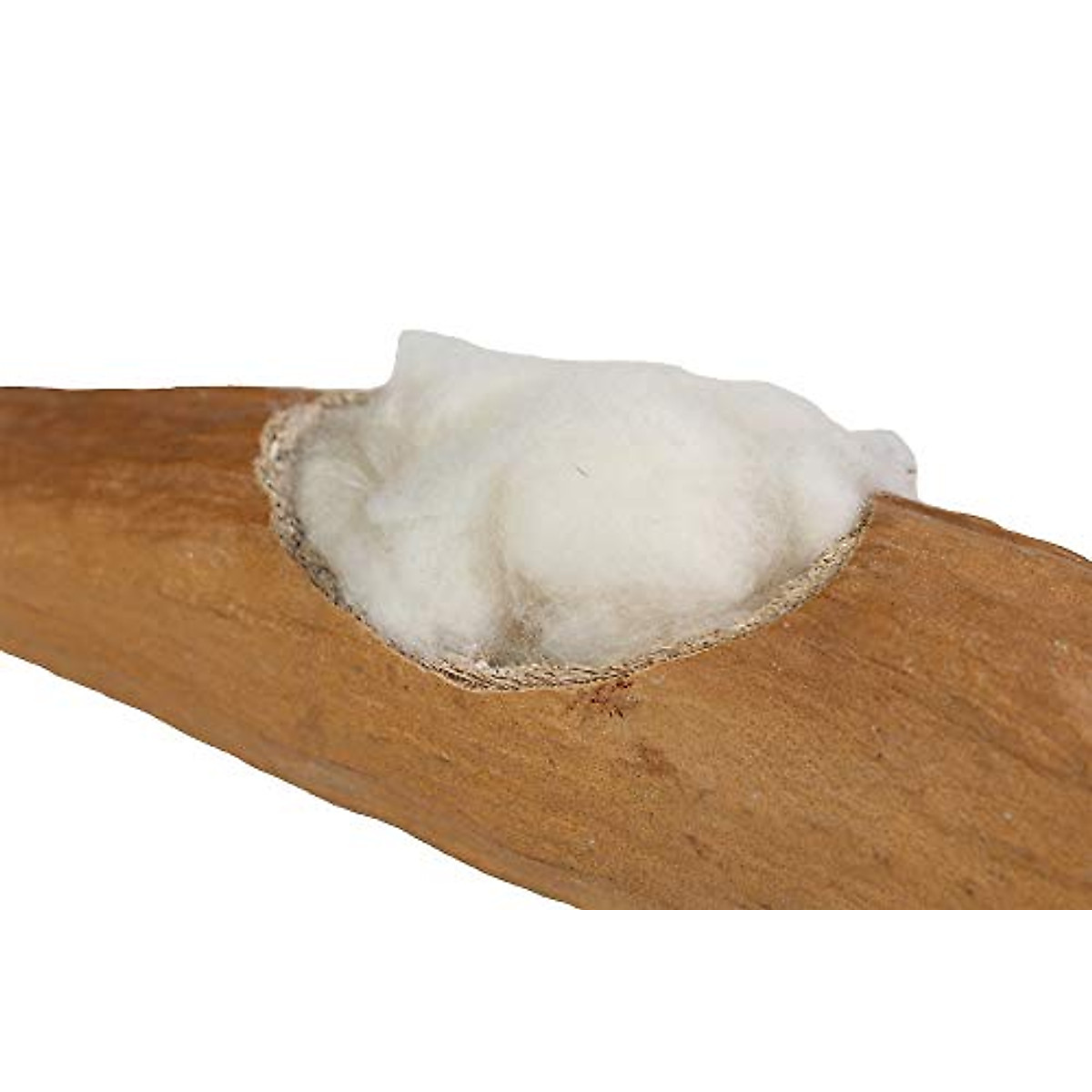 Penn-Plax Kapok Pod for Birds and Small Animals – Meets and Satisfies The Various Chewing and Nesting Needs of Tiny Critters