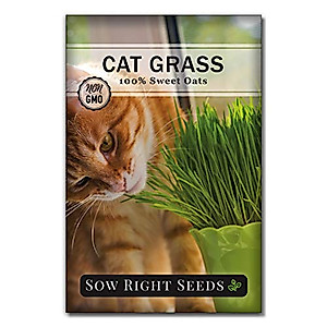 Sow Right Seeds - Cat Grass Seed for Planting - Easy to Grow Oat Grass That Your Cat Will Love - Non-GMO - Full Instructions - Great Gardening Gift (1 Packet)