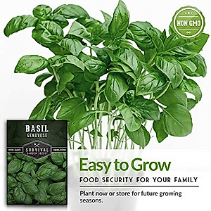 Survival Garden Seeds Popular Herb Collection Seed Vault - Lavender, Spearmint, Basil, Cilantro, Parsley - Non-GMO Heirloom Survival Garden Seeds for Planting - Grow Herbs in Your Vegetable Garden