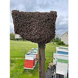 Swarm Rustler - Premium Swarm Lure - 2oz. Bottle for catching Honey Bee Swarms All Natural Swarm Lure