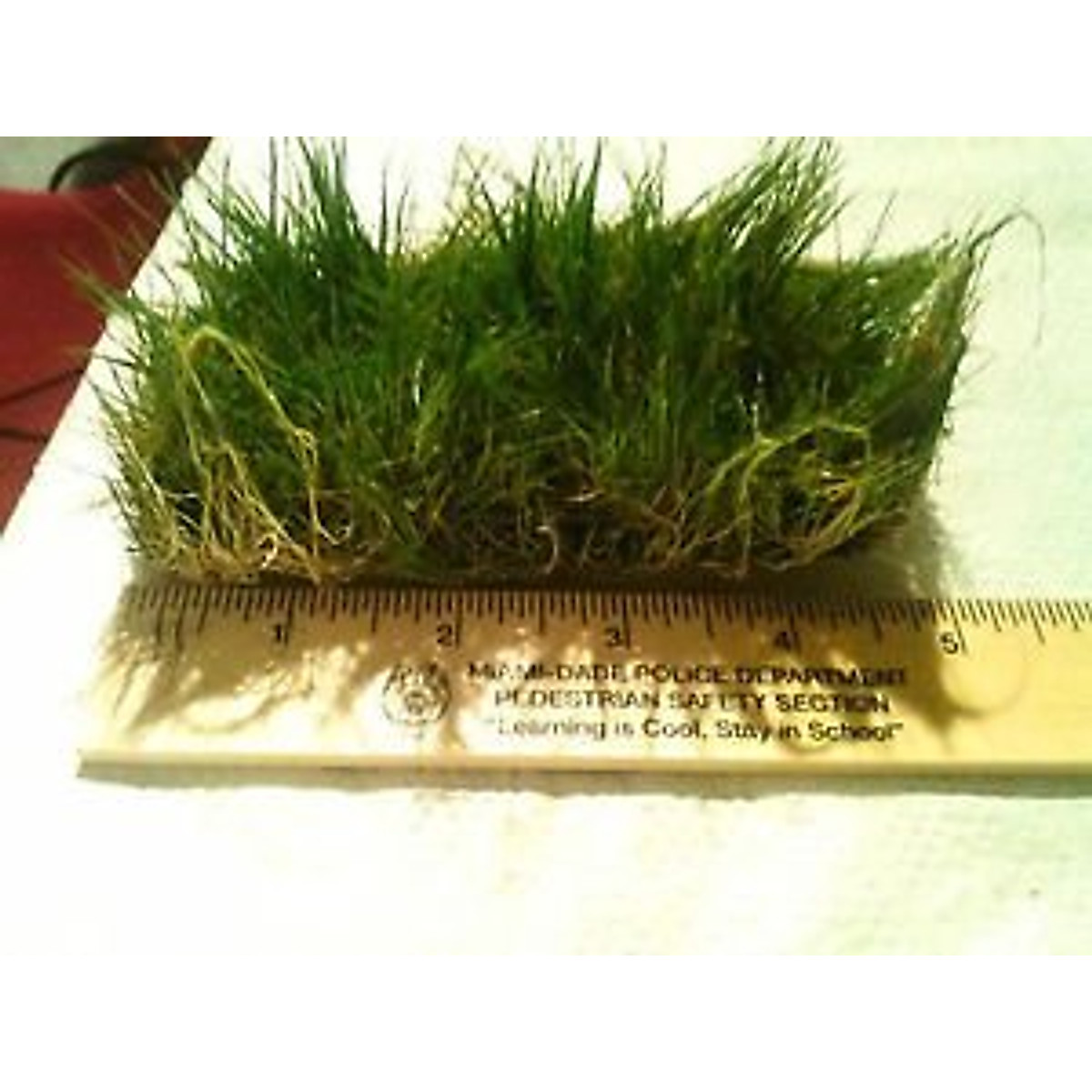 Dwarf Hairgrass on 3 x 5 mat - Foreground Carpet Aquarium Plant