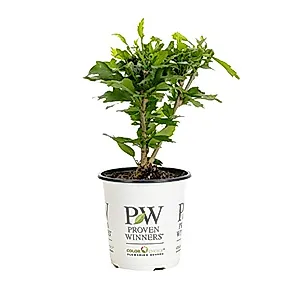 Proven Winners HIBPRC2417800 White Pillar Live Shrub 4.5" Quart