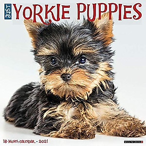 Just Yorkie Puppies 2021 Wall Calendar (Dog Breed Calendar)