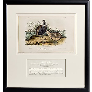 The Massena Partridge