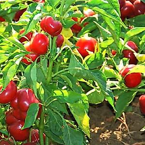 Sweet Cherry Pepper Seeds - 25 Count Seed Pack - Non-GMO - Small Veggies That Offer Rich, Sweet Flavor. - Country Creek LLC