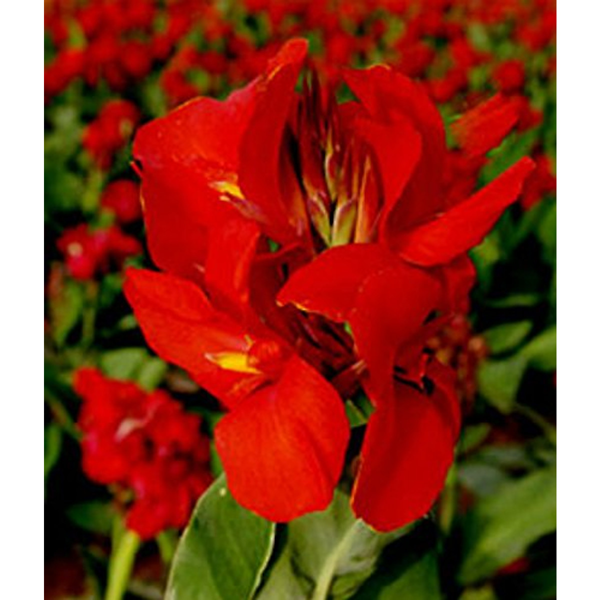 6 Canna Rhizomes / Bulbs / Roots - The President - Order for Spring Planting!