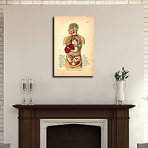 Internal Organs of The Human Body from The Household Physician 1905 Poster Canvas Print Wall Art Modern Bedroom Room Aesthetics Decoration Boys Women Gift (08x12inch-No Framed)