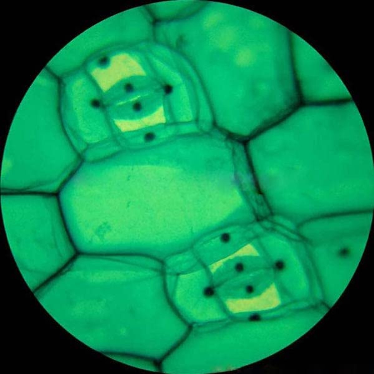 AmScope M200B-MS-LED Cordless Compound Monocular Microscope, WF10x and WF20x Eyepieces, 40x-800x Magnification, LED Illumination, Brightfield, Single-Lens Condenser, Coarse and Fine Focus, Mechanical Stage, 110V or Cordless Operation