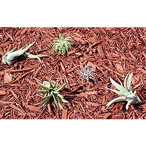Variety Pack of Small Tillandsia Air Plants, Assortment of Exotic, Low Maintenance Live Air Plants Including Ionantha Rubra, Caput-Medusae, Harrissi, Velutina, & Ionantha Fuego Plants! (Set of 5)