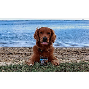 Northern Cascades Dog Immunity Supplement Supporting Superfood Mushroom to Strengthen K9 Immune System and Increase Vitality