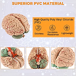 WICHEMI Human Brain Model 9-Part Model of Brain Life Size Brain Anatomy Model w/Display Base for Teaching Neuroscience with Vessels Science Classroom Study Display Learning Medical Model