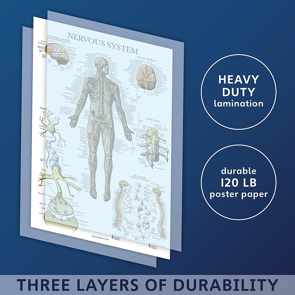 Palace Learning 4 Pack - Anatomical Poster Set - Laminated - Muscular, Skeletal, Nervous System, Brain - Anatomy Chart Set (LAMINATED, 18” x 24”)