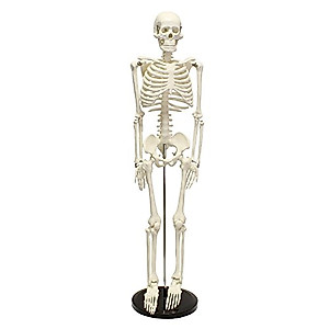 MonMed Medical Skeleton Model, 33.5in Small Human Figure for Anatomy, Art, Halloween
