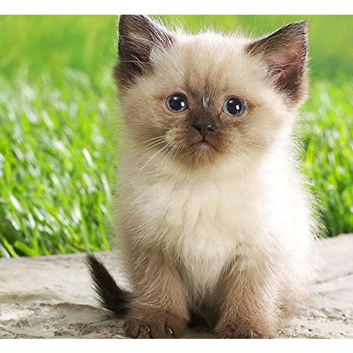 Crafted-Brand Simple Cat Grass Blend | 100% US Organic + 4 Popular Seeds | Wheat, Barley, Oats, and Rye Seed Mix Combo | Show Your Love with a Healthy Pet Treat and Snack (6 Ounce (~4800 Seeds))