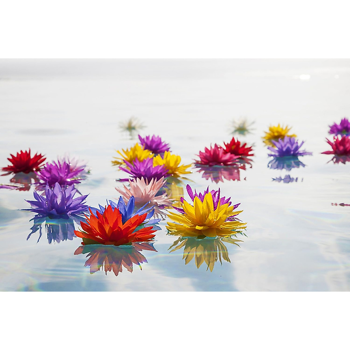 35 Pcs Bonsai Lotus Seeds for Planting Bowl Lotus Seeds, Water Lily Flower Plant Seeds. Great for Beginners and Seasoned Gardeners Alike.