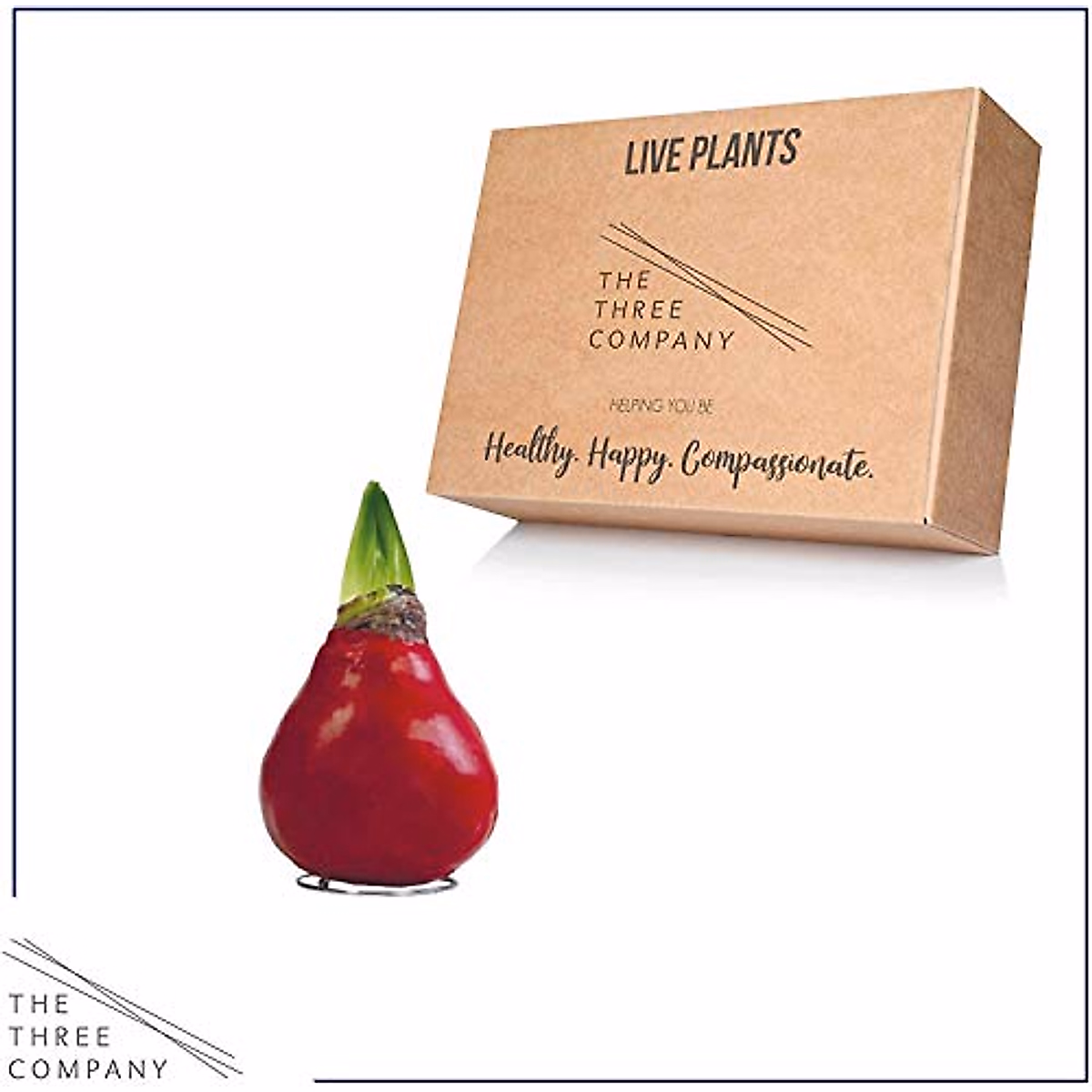 Waxed Amaryllis Bulb - Valentine's Red - Easy Care, No Watering Needed - Beautiful Live Décor